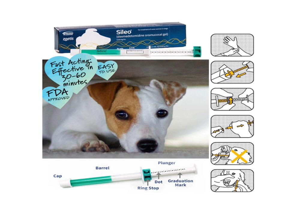 SILEO: FOR NOISE AVERSION ANXIETY IN DOGS | Whiting Veterinary Clinic