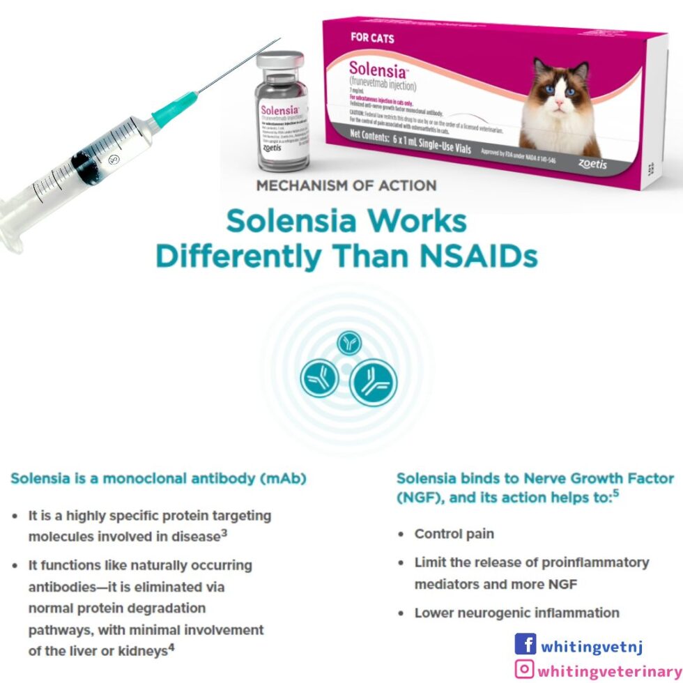 SOLENSIA FOR CATS: MONTHLY THERAPY THAT CONTROLS FELINE OSTEOARTHRITIS ...